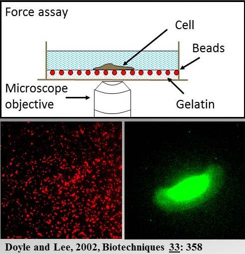 A traction force assay detects the forces that drive cell movement ...